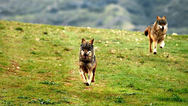 7 datos curiosos sobre los lobos que te van a sorprender | 21