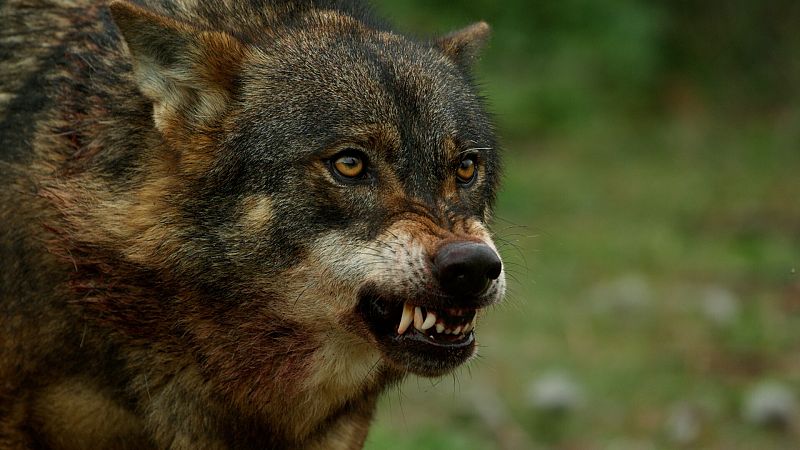 7 datos curiosos sobre los lobos que te van a sorprender | 20