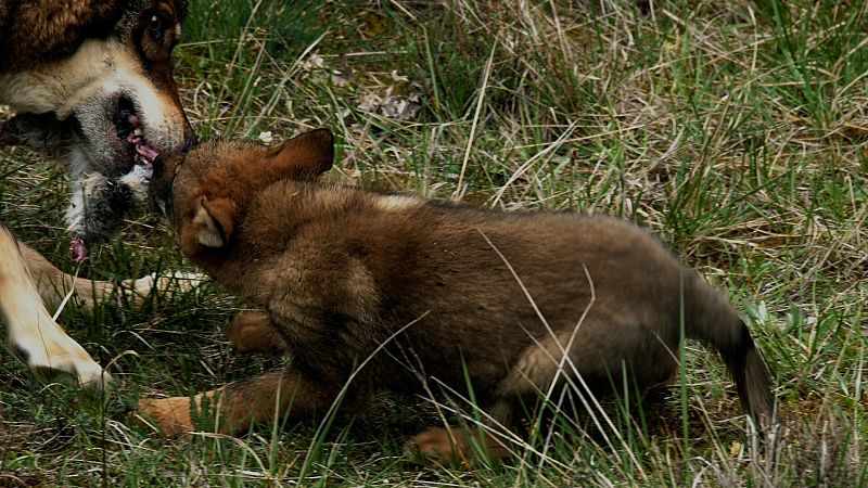 7 datos curiosos sobre los lobos que te van a sorprender | 17