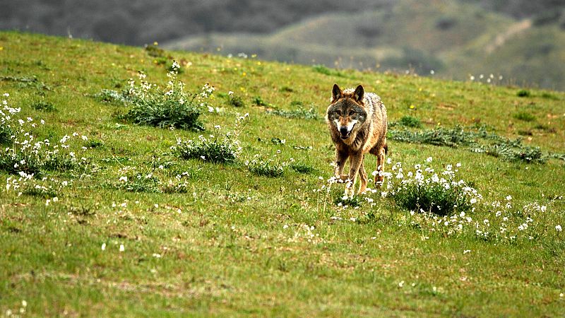 7 datos curiosos sobre los lobos que te van a sorprender | 23