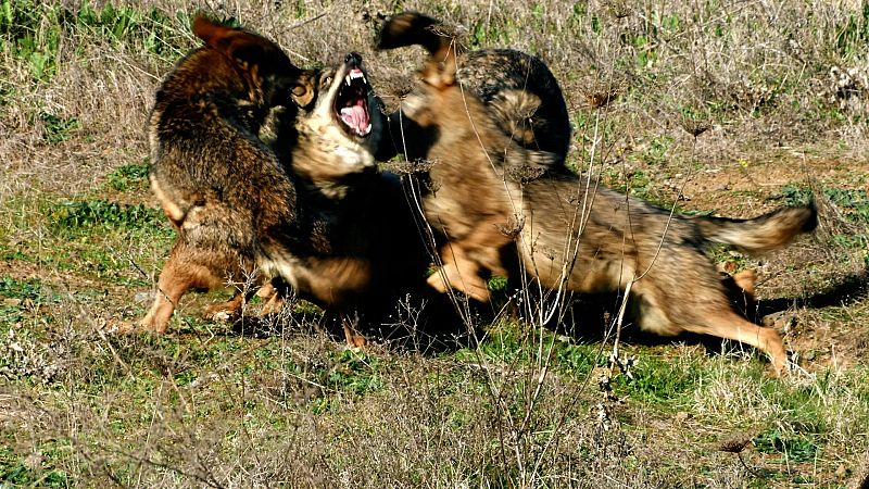 7 datos curiosos sobre los lobos que te van a sorprender | 15