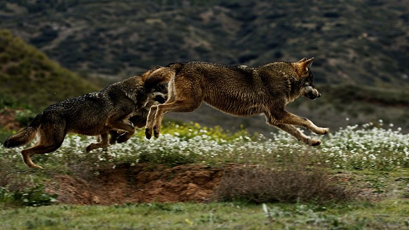 7 datos curiosos sobre los lobos que te van a sorprender | 14