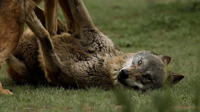 7 datos curiosos sobre los lobos que te van a sorprender | 11