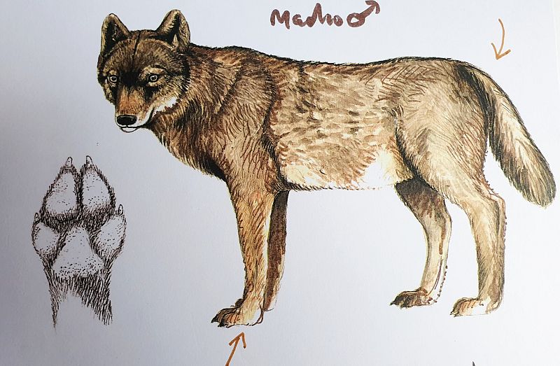 7 datos curiosos sobre los lobos que te van a sorprender | 4