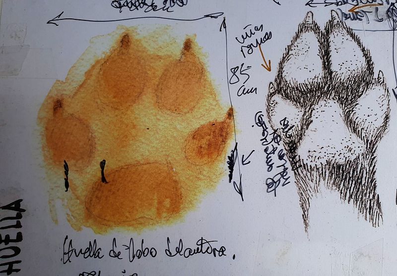 7 datos curiosos sobre los lobos que te van a sorprender | 4