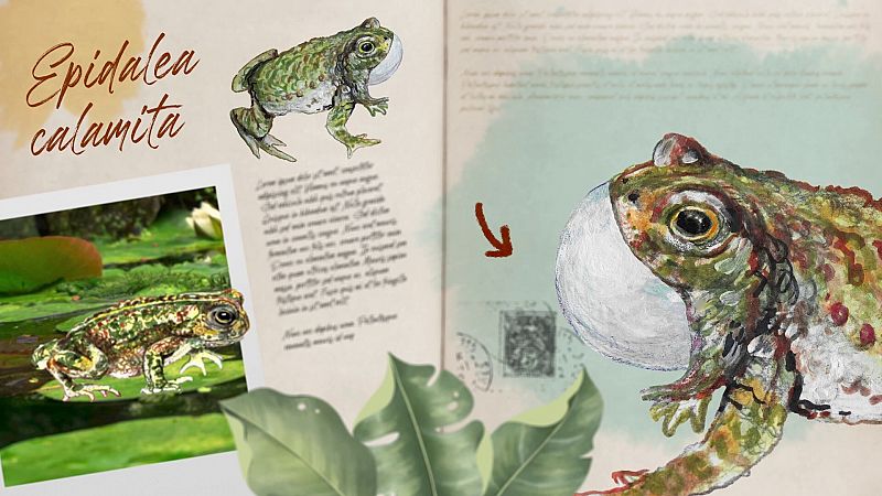 Datos curiosos sobre los sapos | 4