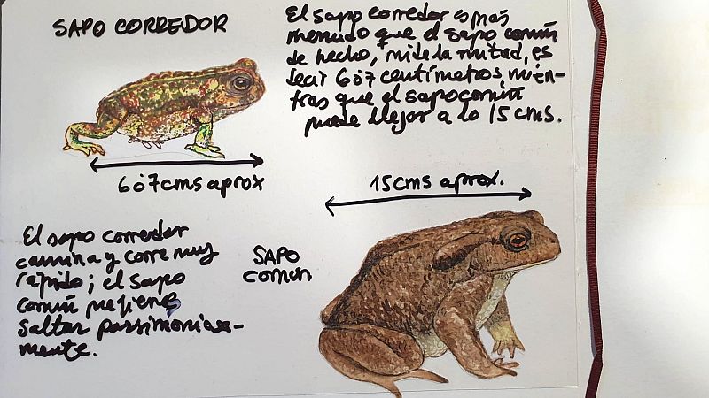 Cuaderno de campo: datos curiosos sobre los sapos