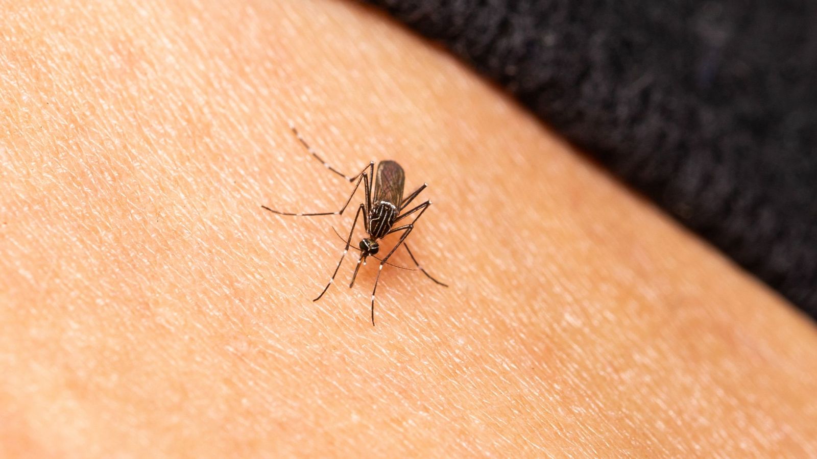 Curiosidades De Los Mosquitos ¿cuánto Viven