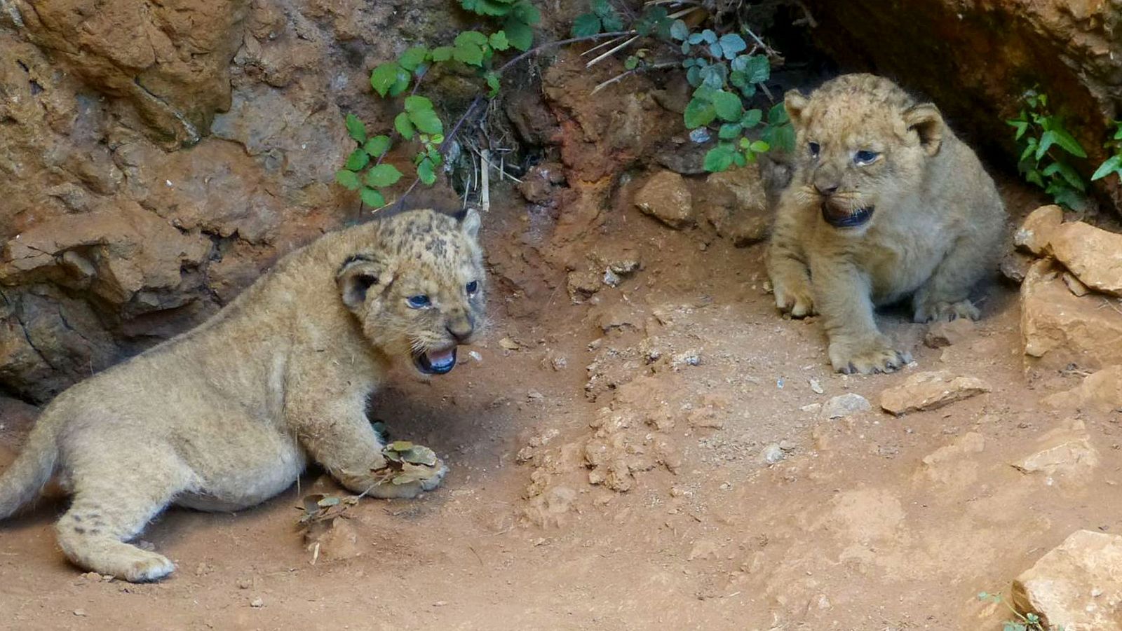 Nacen dos leones en el exterior del parque de Cabárceno