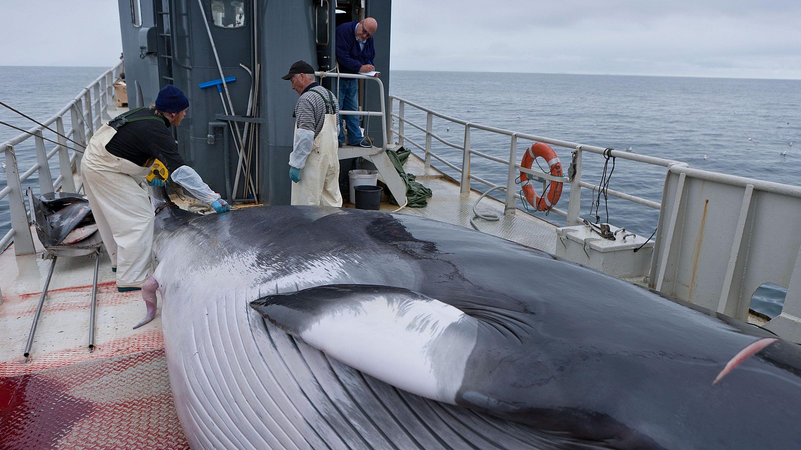 Caza De Peces Ballena Azul