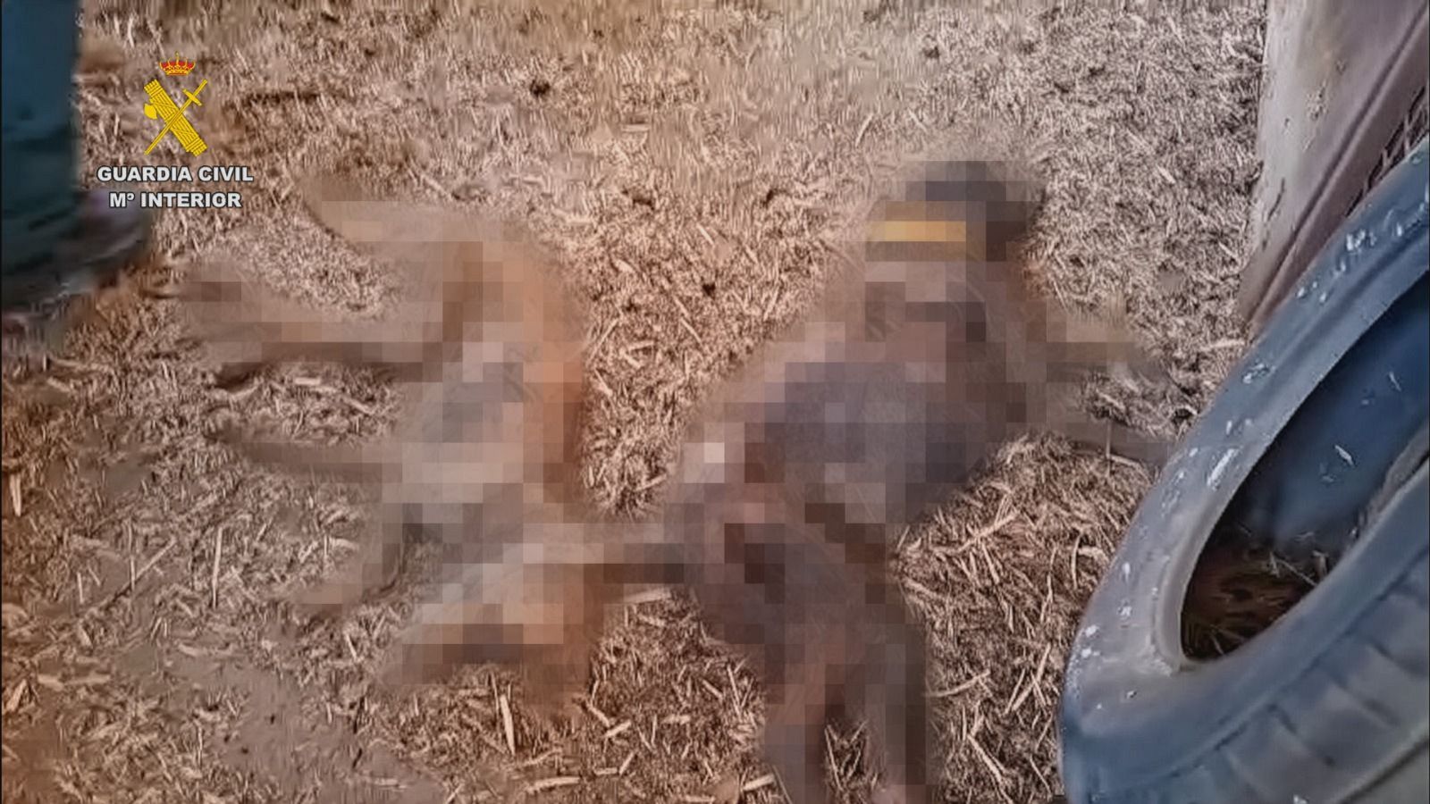 La Guardia Civil halla 32 perros muertos en una finca de Badajoz