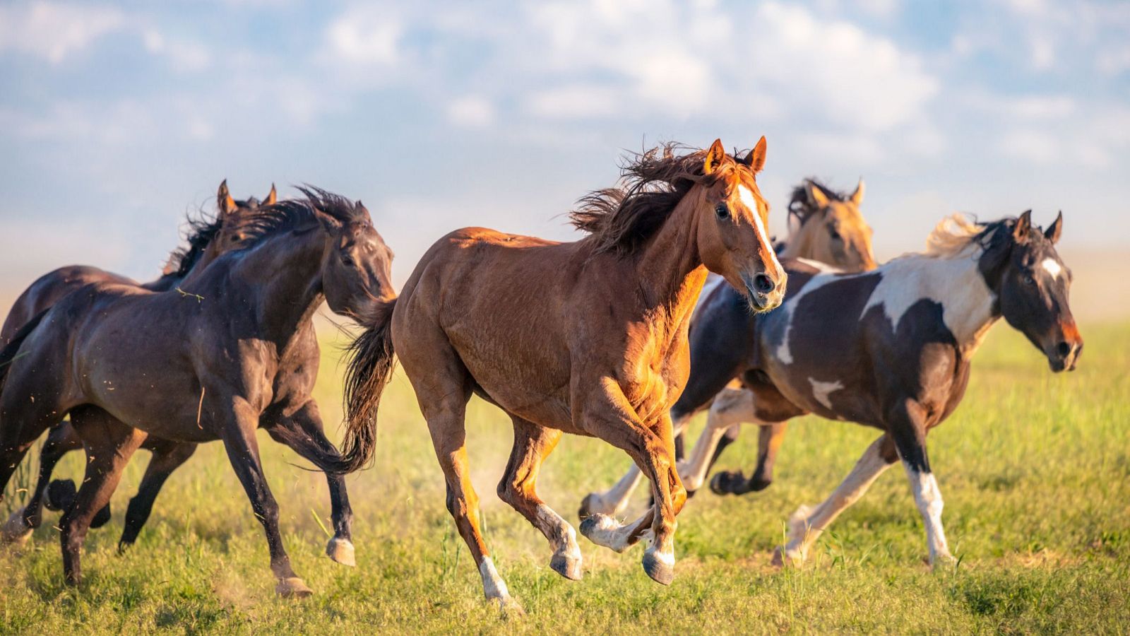 Caballos: compañeros inseparables del ser humano a lo largo de la historia