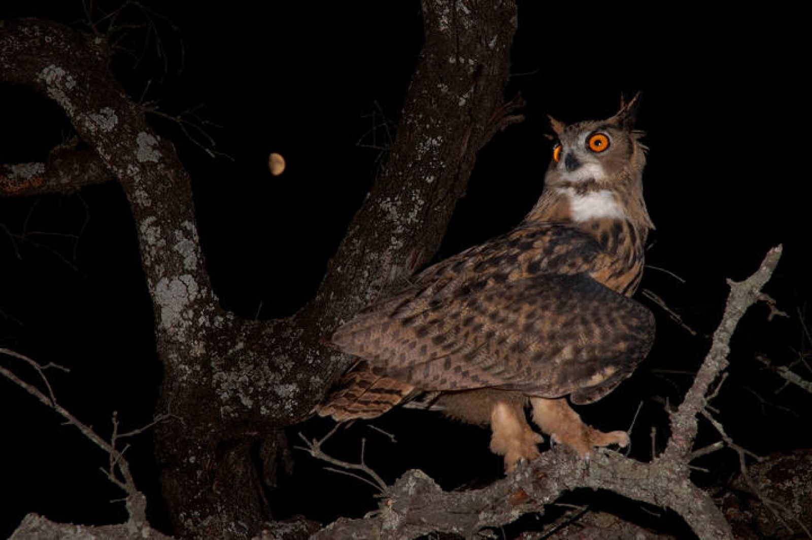 El búho real se emancipa cerca del hogar paterno - RTVE.es