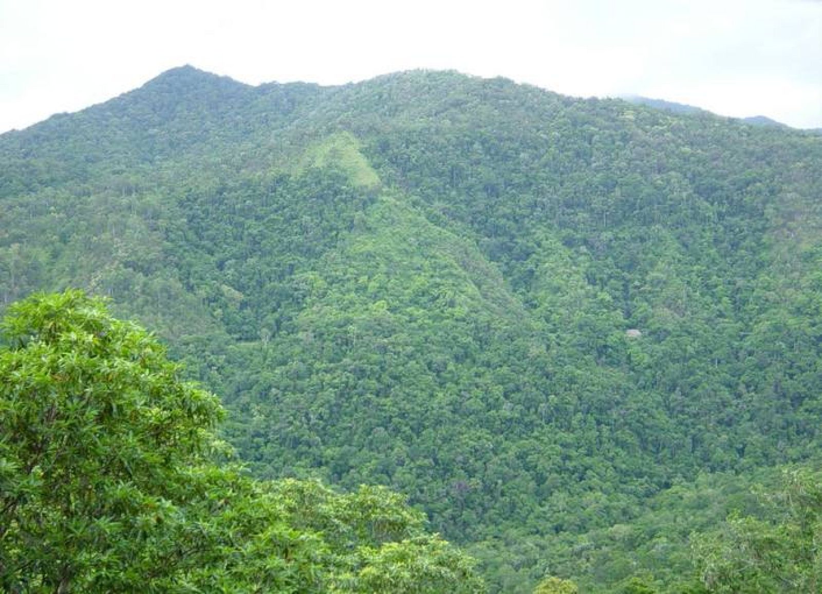 El crecimiento de los bosques tropicales nos 'salva' | RTVE.es