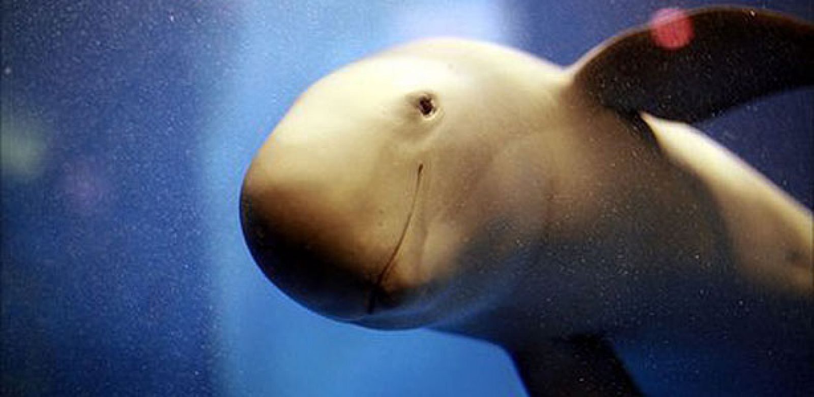 La marsopa sin aleta, al borde de la extinción