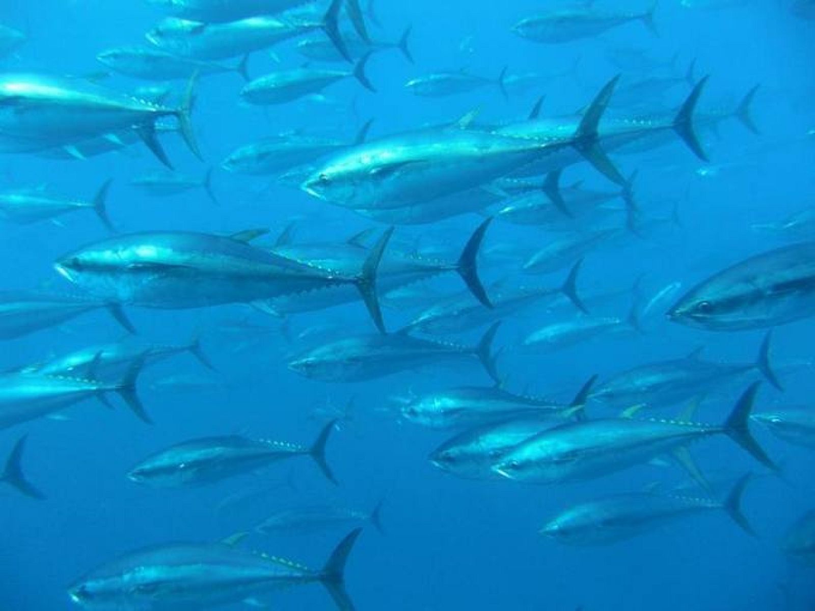 El atún rojo veranea en las Islas Baleares | RTVE.es