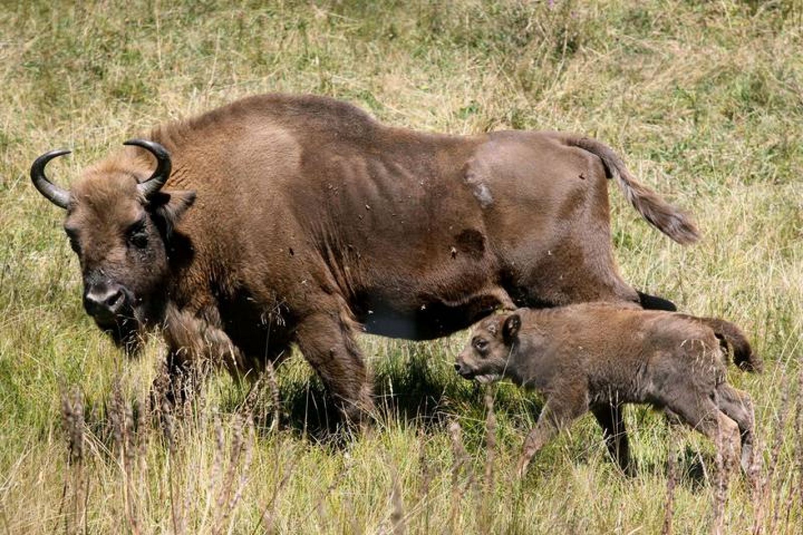 Nace el primer bisonte europeo en la reserva palentina de San Cebrián ...