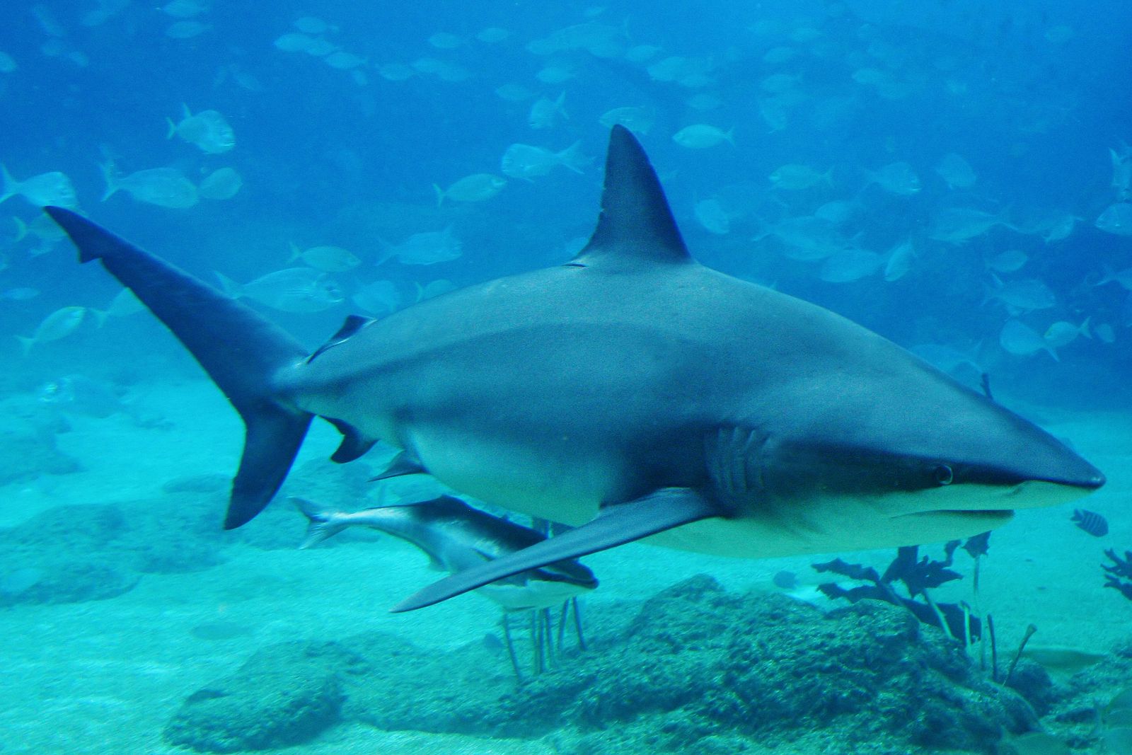 El secreto del ataque letal de los tiburones | RTVE.es