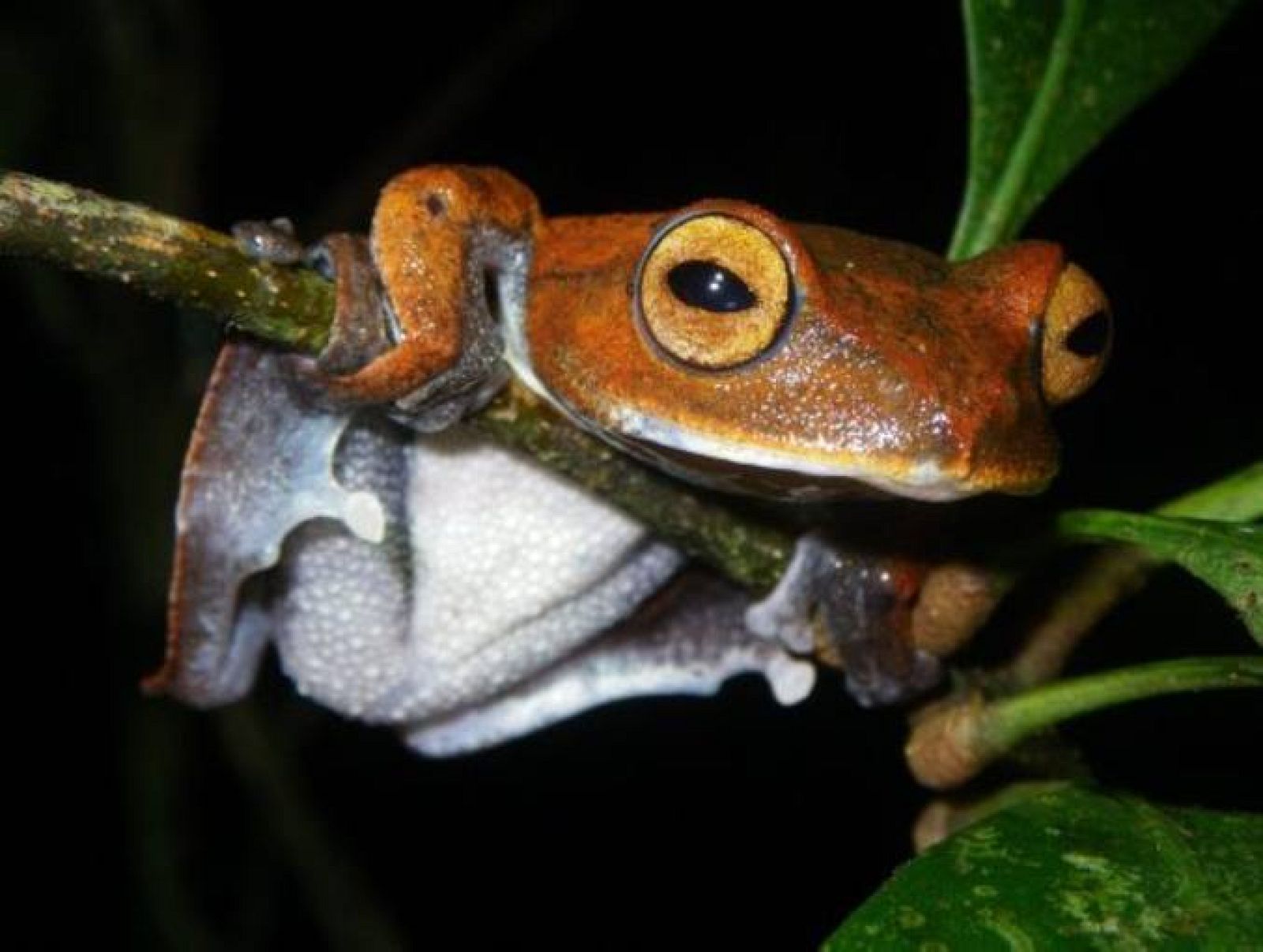 La 'rana vampiro', una nueva especie con colmillos negros | RTVE