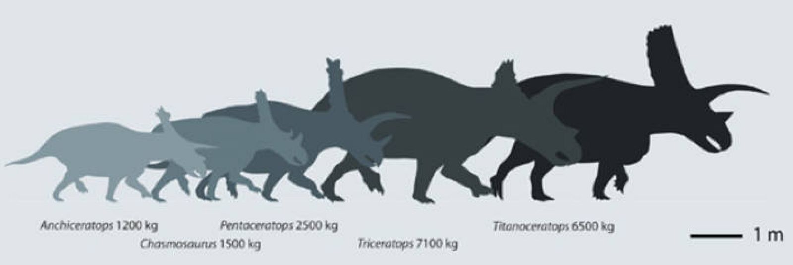 Titanoceratops, el hermano mayor del Triceratops - RTVE.es