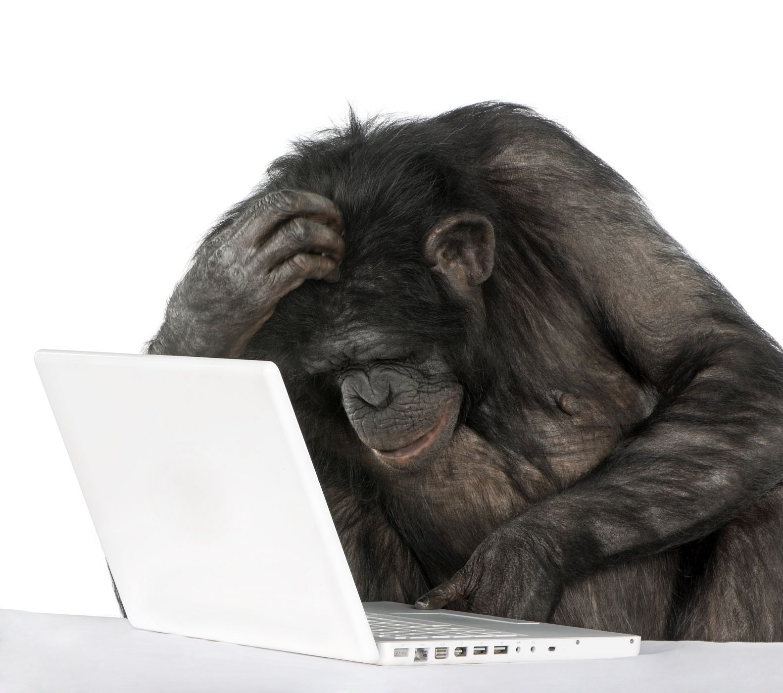 Un experimento con monos virtuales consigue reescribir las obras ...