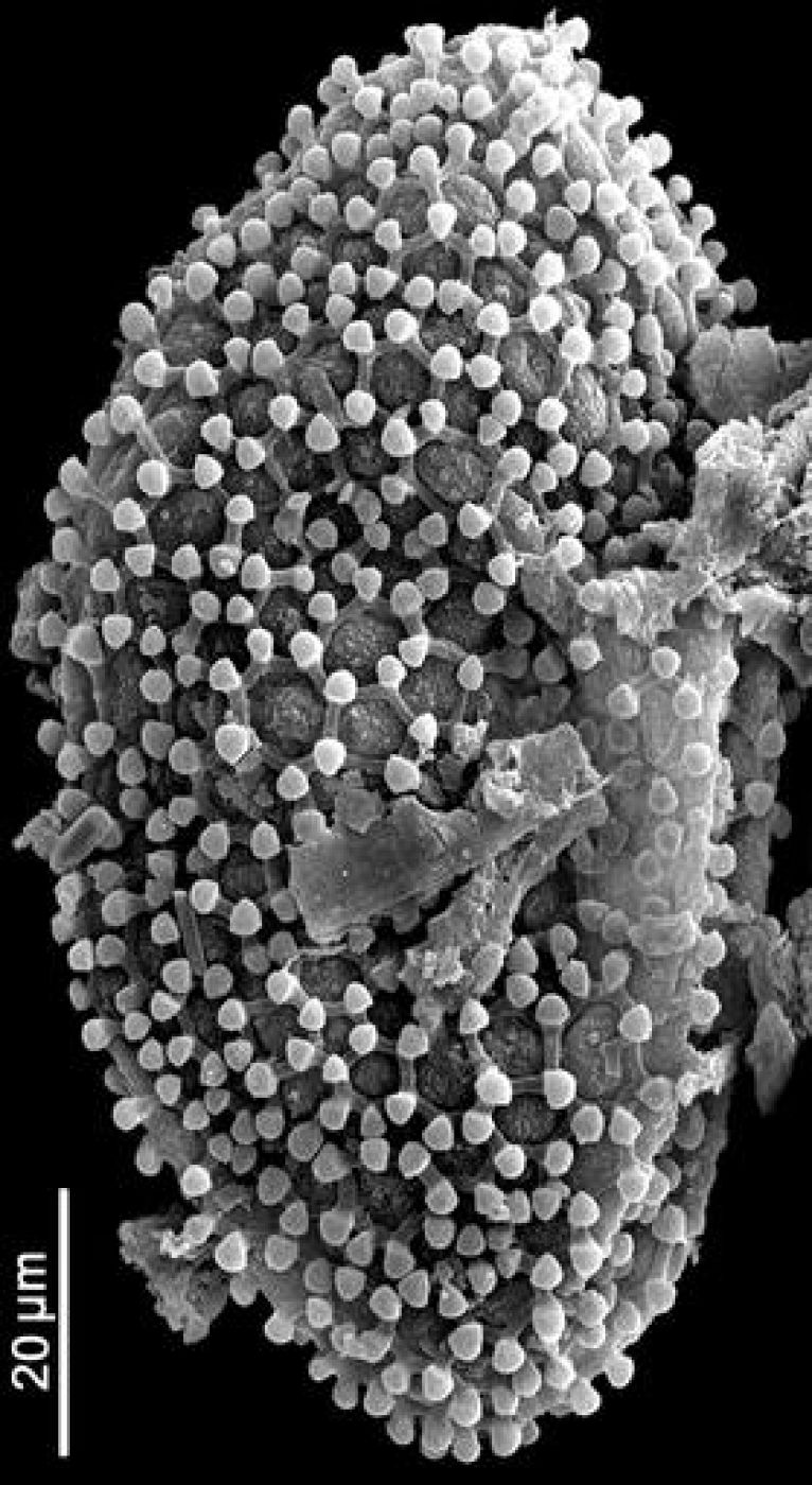 Plantas fósiles de 100 millones de años en Teruel | RTVE.es