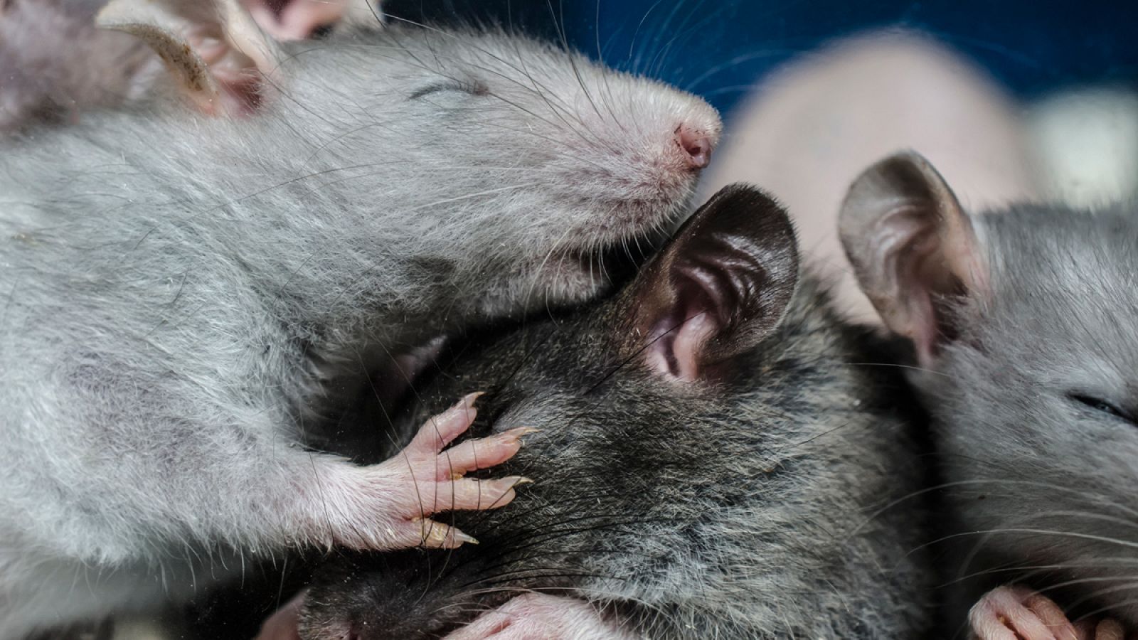 La vida sexual de las ratas con pantalones, protagonista de los anti ...