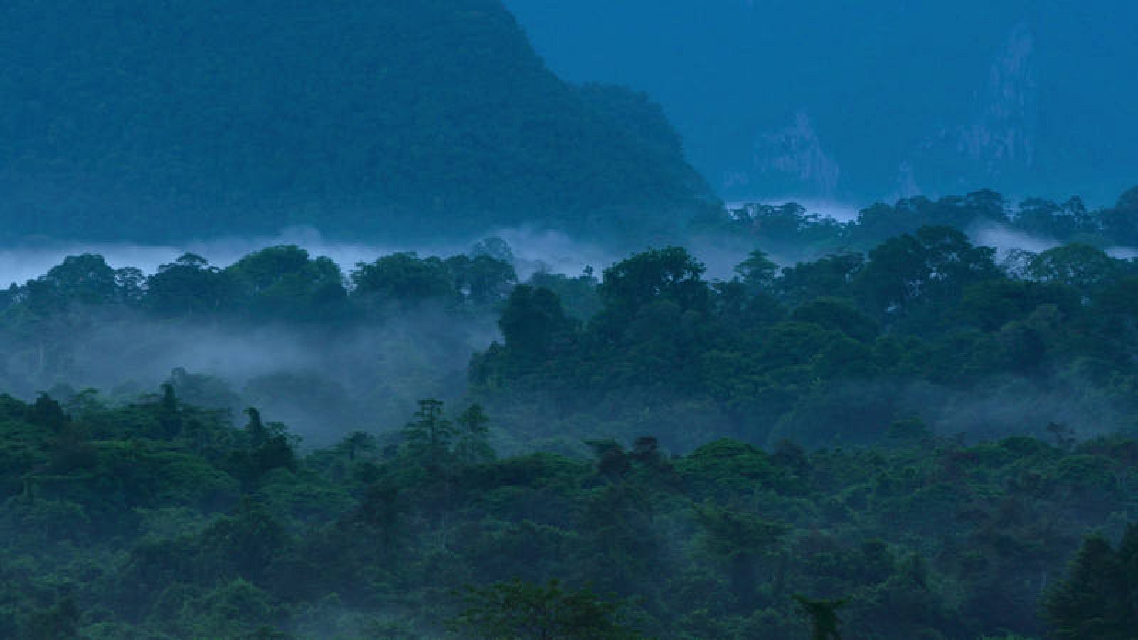 'Planeta selva' visita las junglas de Borneo y sudeste asiático - RTVE.es