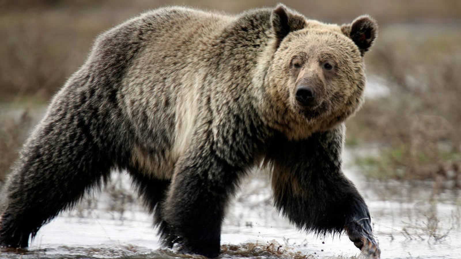 EE.UU. saca al oso grizzly de Yellowstone de la lista de especies ...
