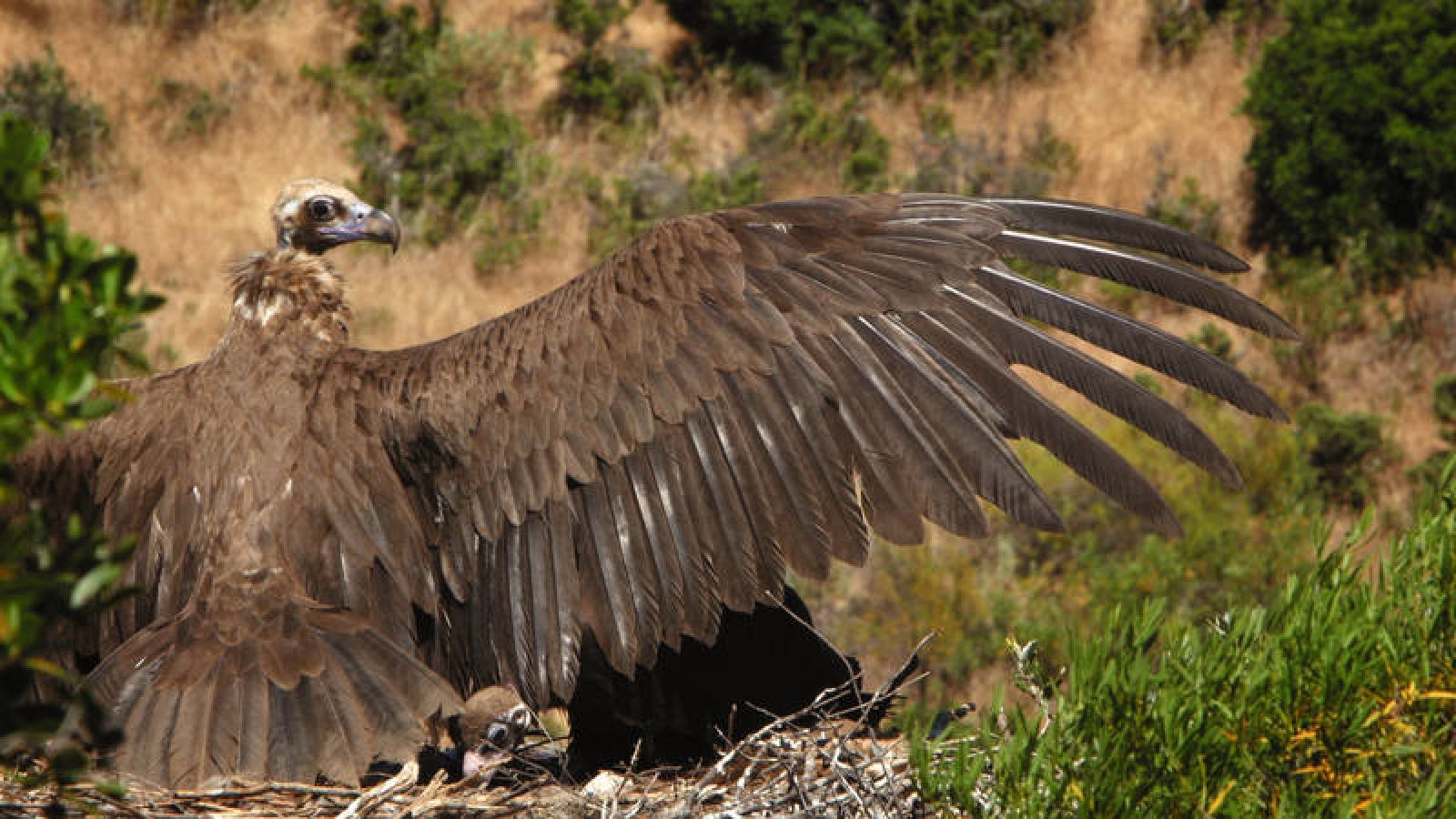 Los encinares de Andalucía, los mejor conservados y extensos del mundo ...