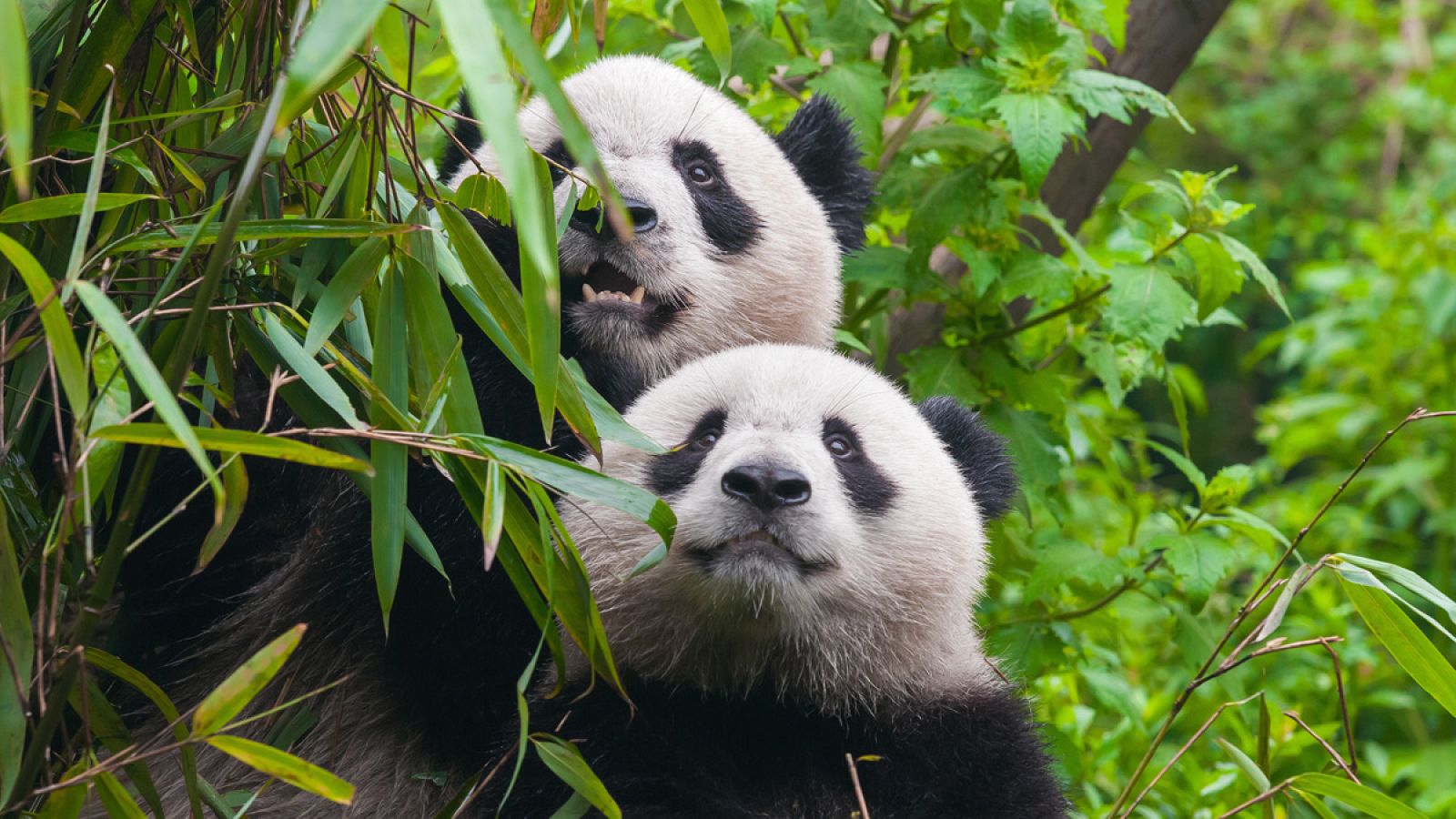 Mientras el panda crece en número, su hábitat mengua | RTVE.es