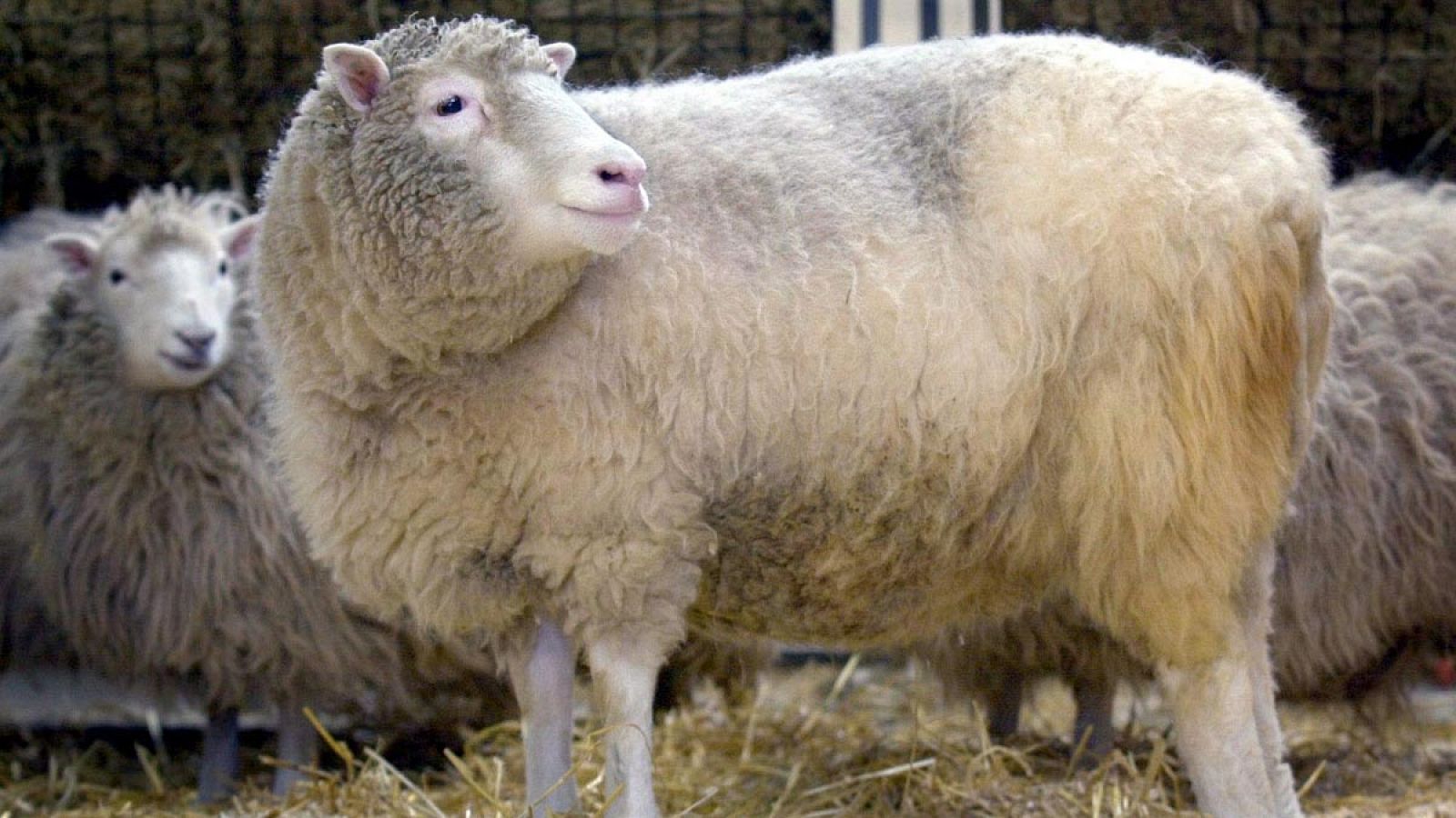 Proceso De Clonacion De La Oveja Dolly