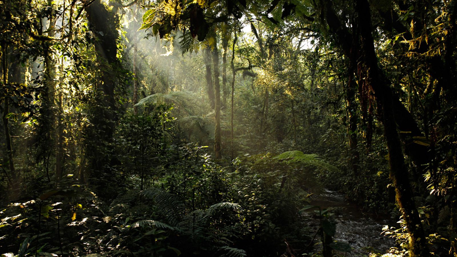 Plantas De La Selva Tropical De áfrica Occidental Selva Ecuatorial
