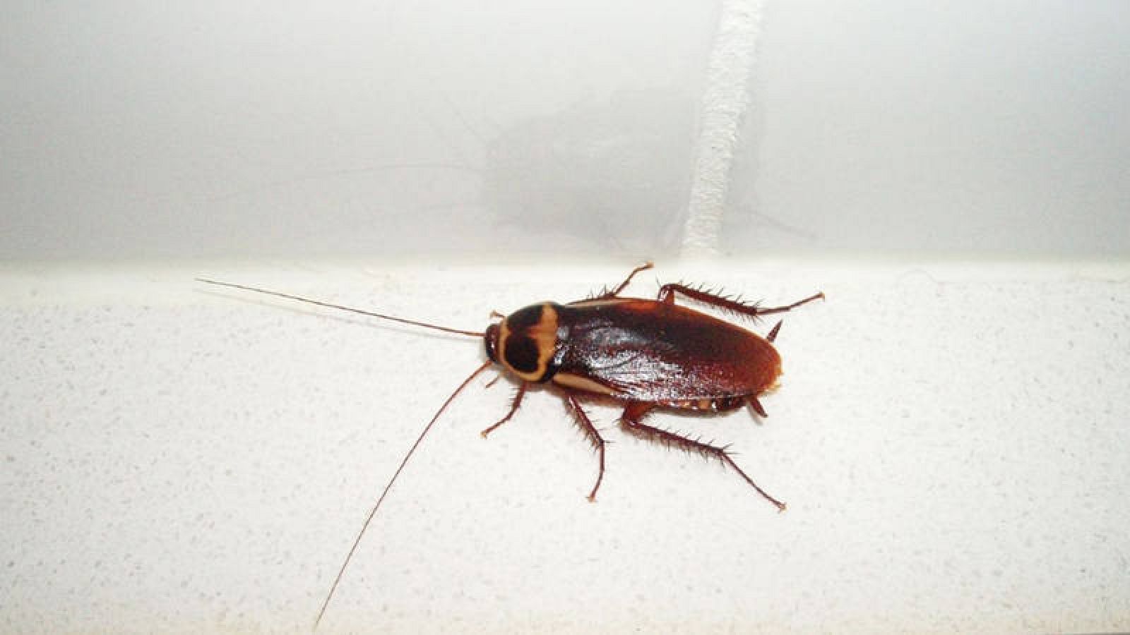 Detectada en Madrid la cucaracha australiana | RTVE.es