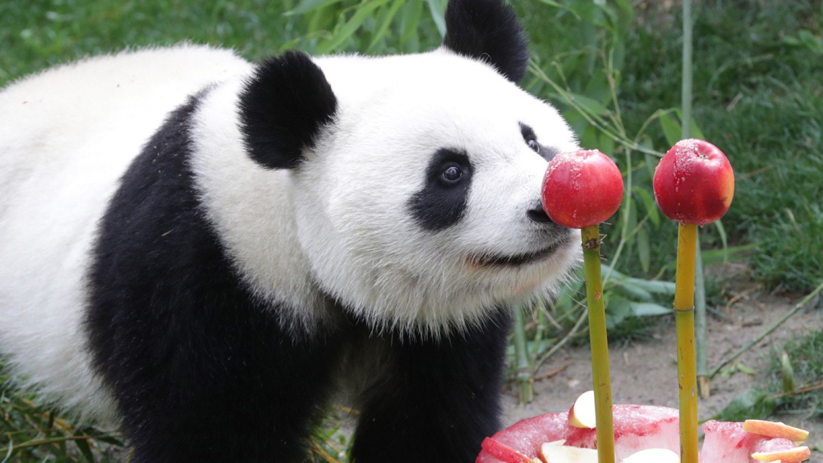La panda gigante Chulina cumple dos años | RTVE.es