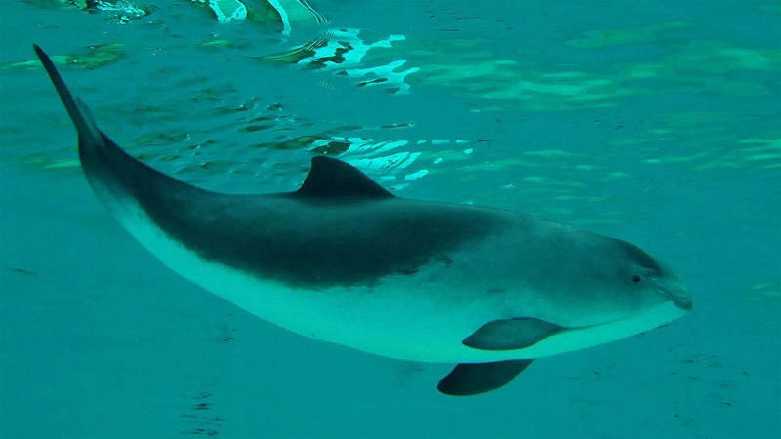Avistan una especie de cetáceo que se creía desaparecida | RTVE
