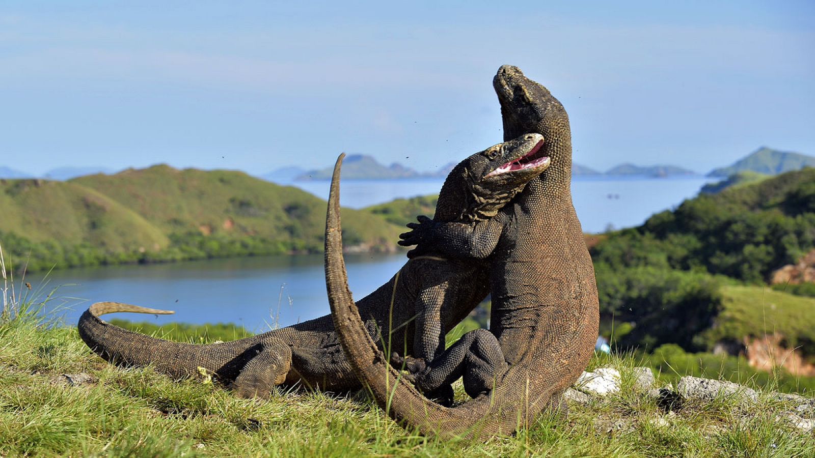 Dragón De Komodo Contra Cocodrilo