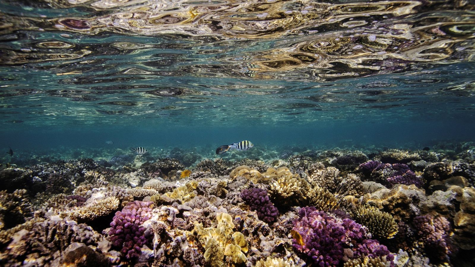 El 14% del coral mundial ha desaparecido por el cambio climático