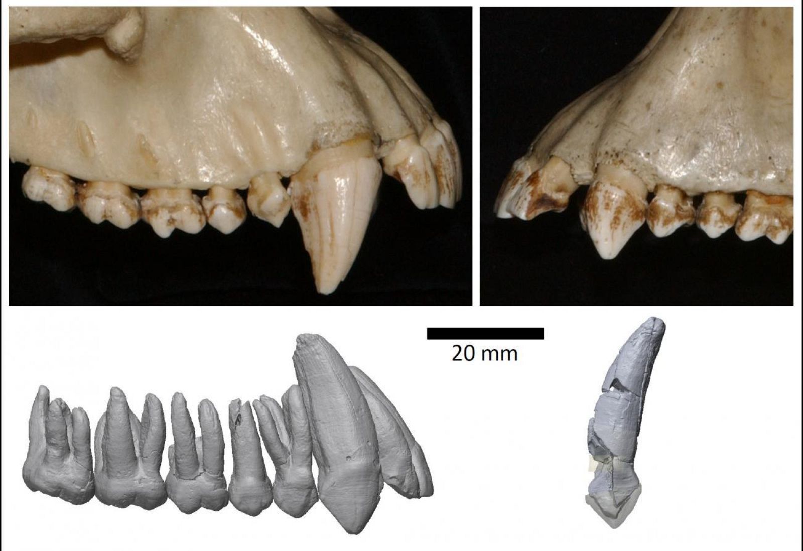 Los colmillos masculinos han reducido su tamaño con la evolución