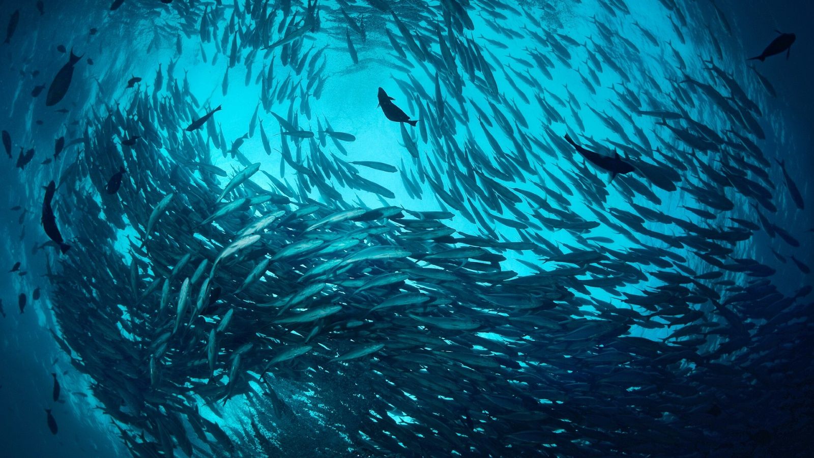 Los cardúmenes o bancos de peces tienen estrategia