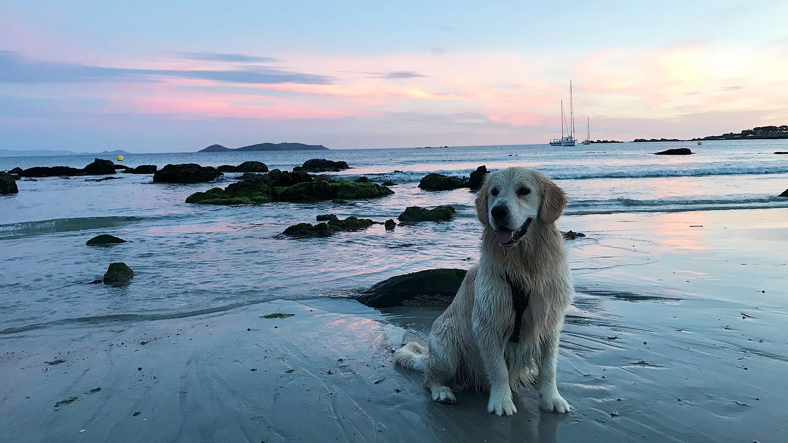 Los Perros Deben Ir A La Playa
