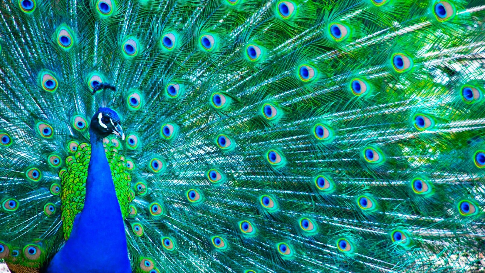¿Por qué hay animales de color azul en la naturaleza?