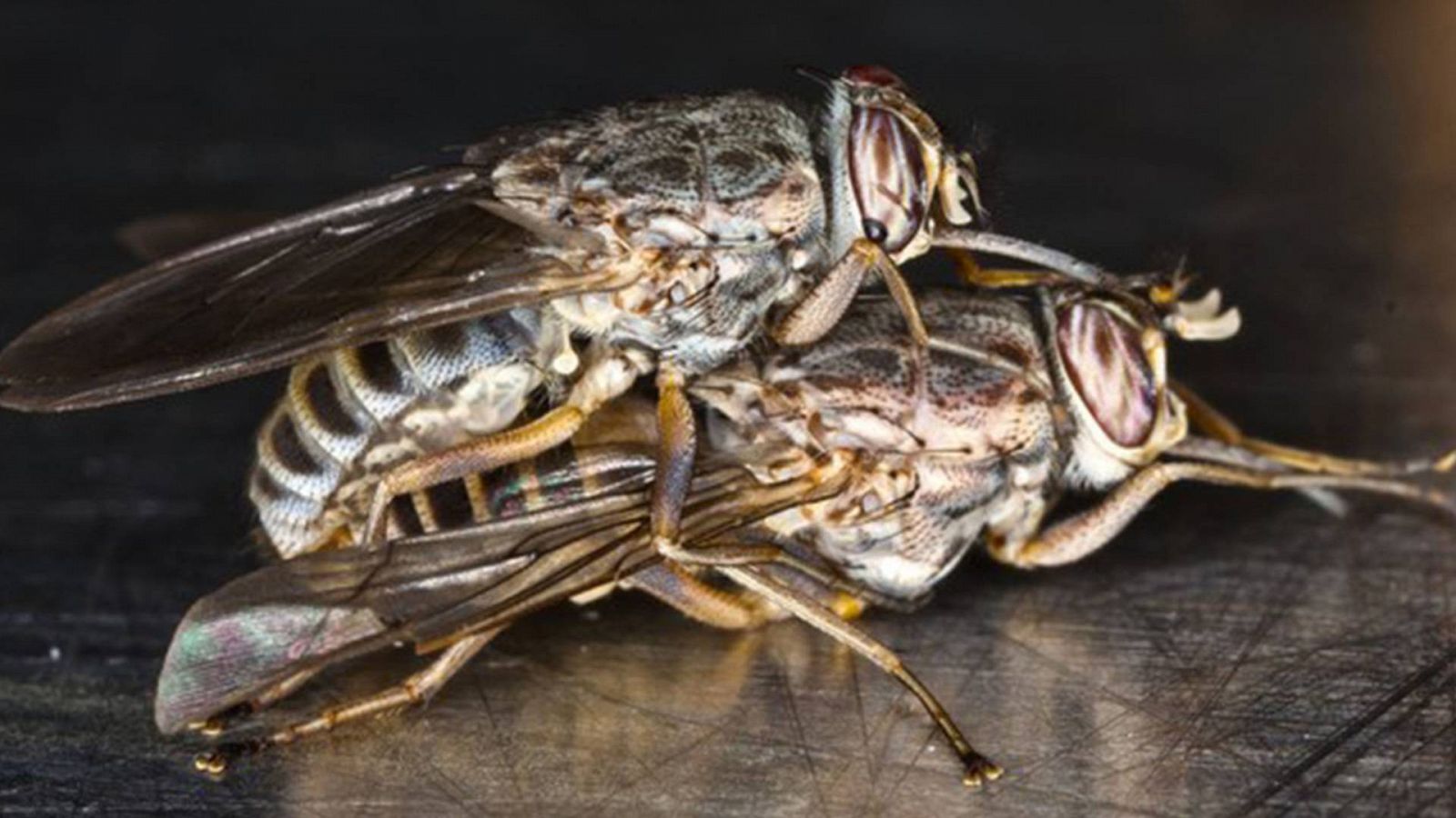 Feromonas volátiles de la mosca tsetsé podrían ayudar a frenar las enfermedades que propaga