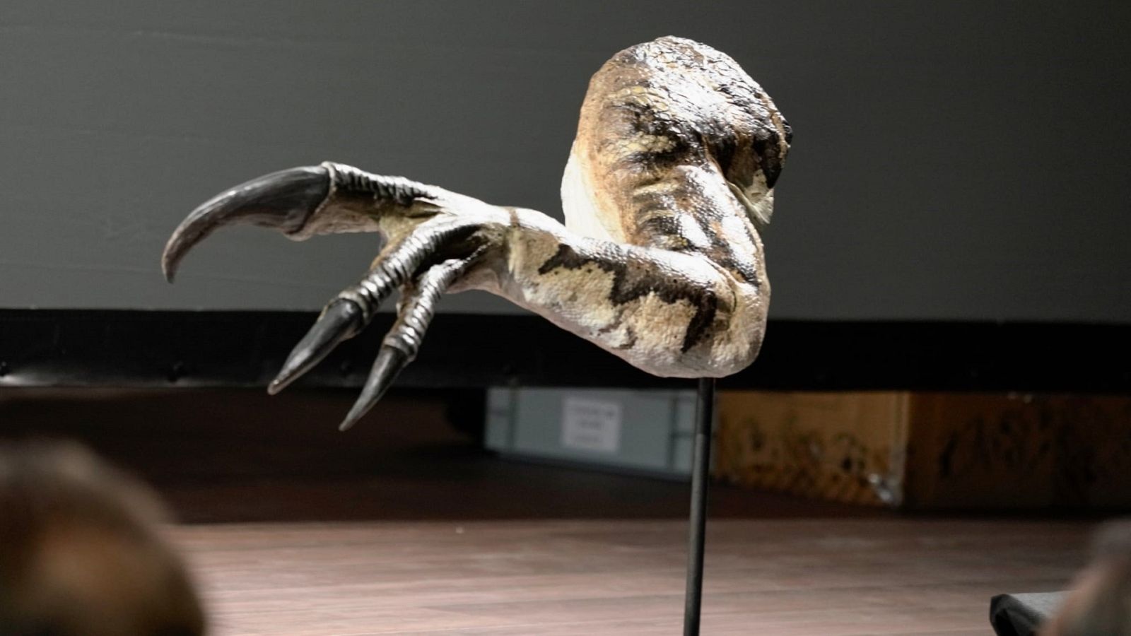 Hallan en La Rioja restos óseos de un dinosaurio carnívoro de gran tamaño