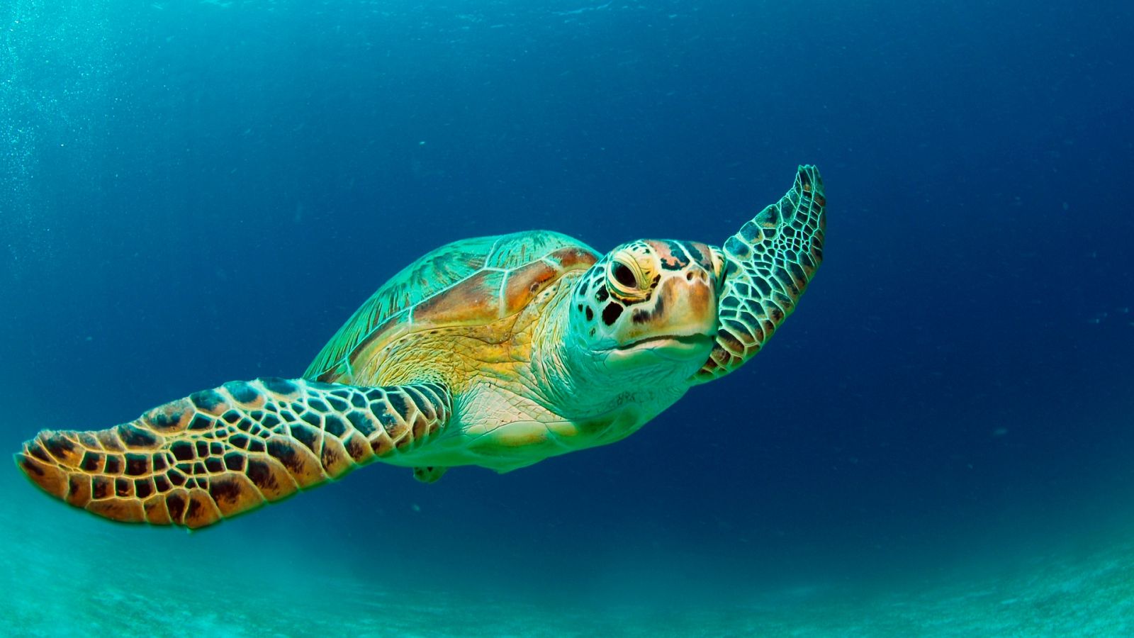 Día de las tortugas marinas: lo que no sabías de este animal