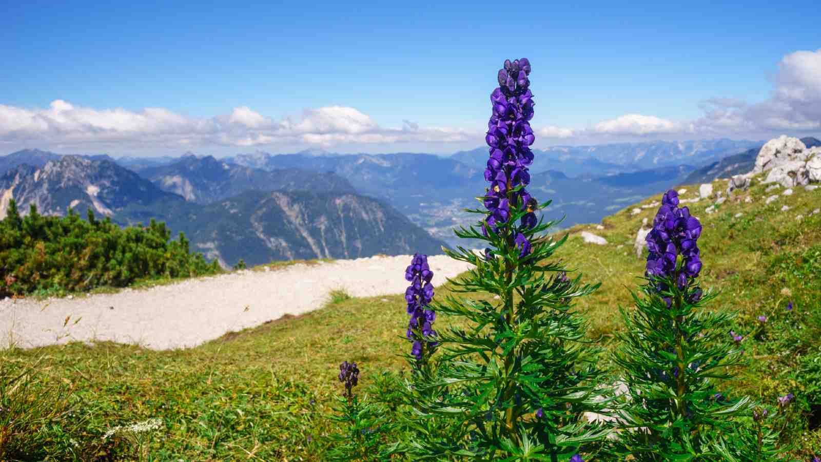 Un excursionista de Girona, greu després d'ingerir tora blava