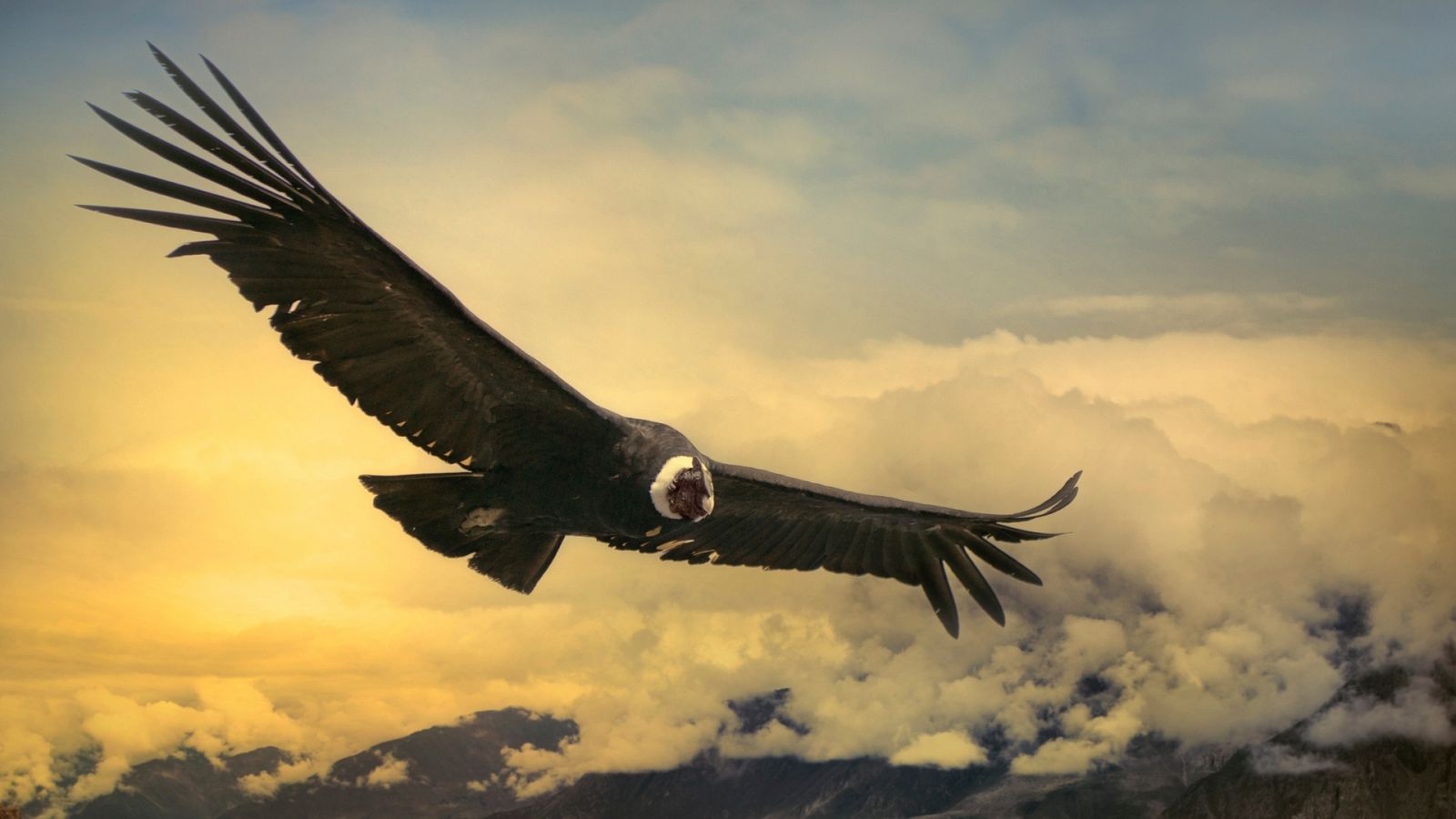 ¿Cómo son capaces de volar las aves?