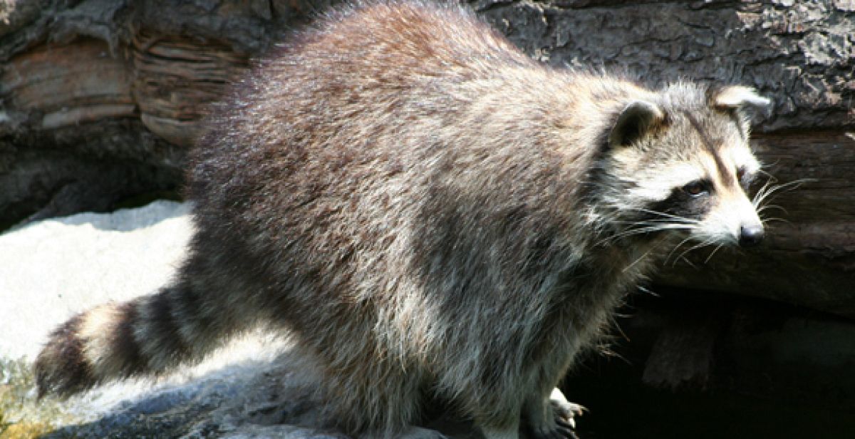 Fondo De Pantalla Escape Peligro Animales Imágenes De Animales En