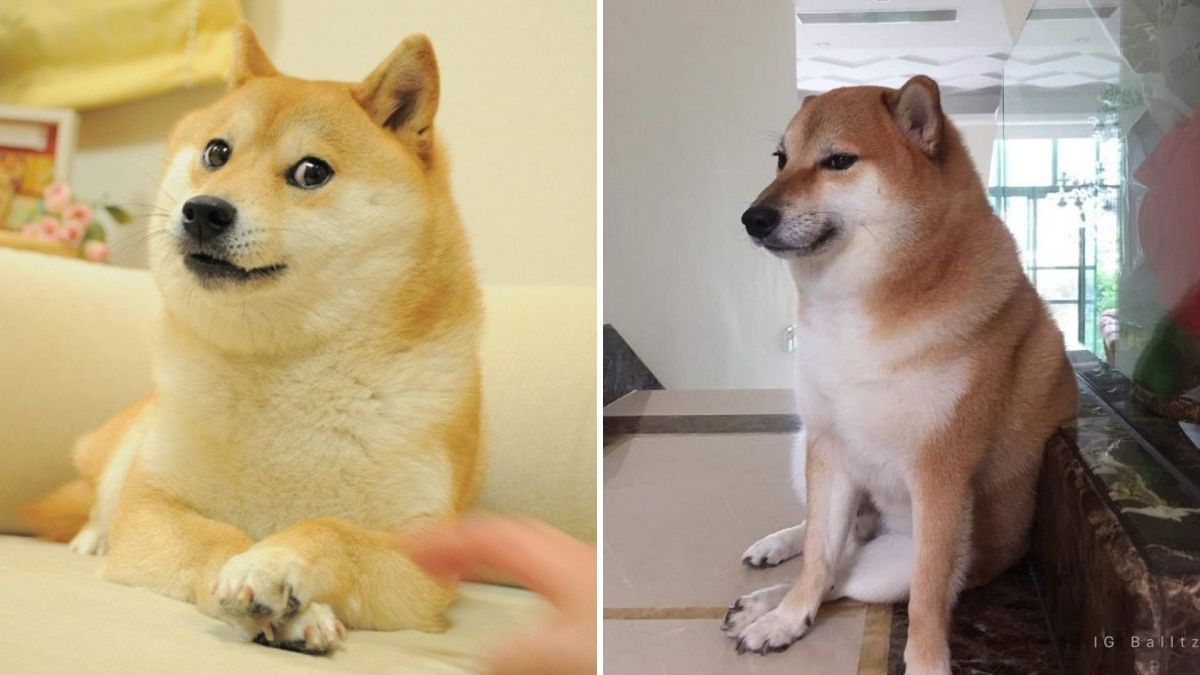 Murió Cheems, el famoso perrito de los memes | Mascotas