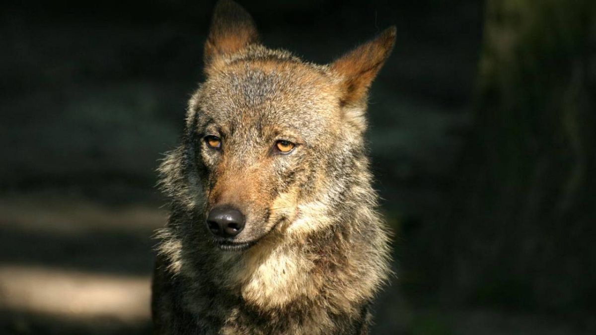El LOBO IBÉRICO es el animal más bonito e impresionante de ESPAÑA ...